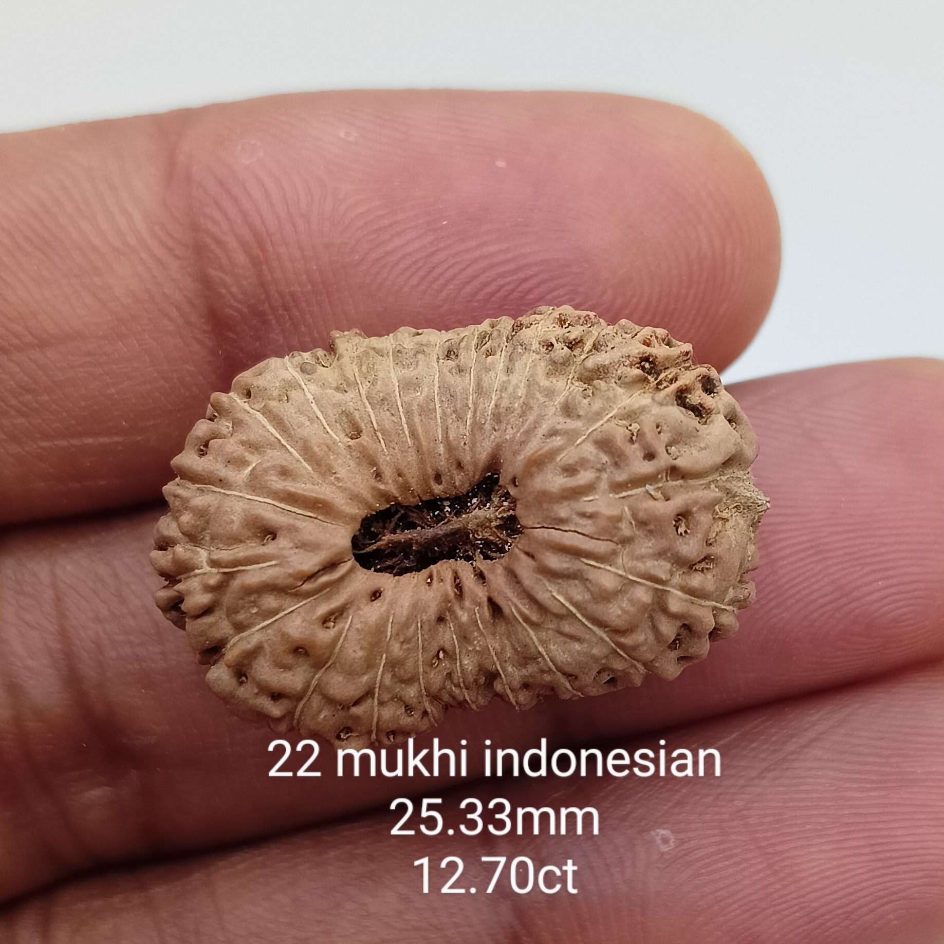 22 mukhi rudraksha 25.3mm. Authentic Rudraksha Beads, Malas & Spiritual ...