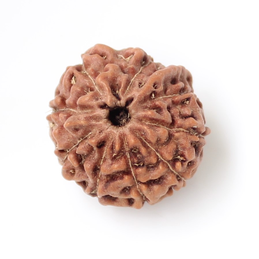 9 Mukhi Ganesha Rudraksha - Overcome Obstacles and Achieve Success ...