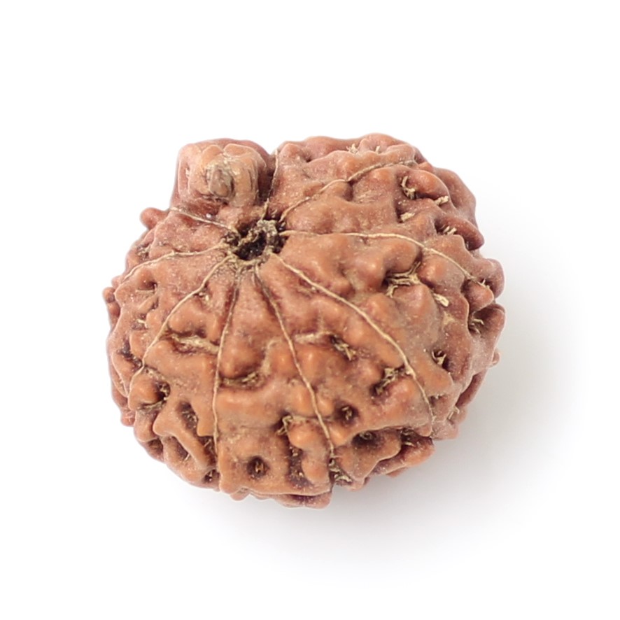 9 Mukhi Ganesha Rudraksha - Overcome Obstacles and Achieve Success ...