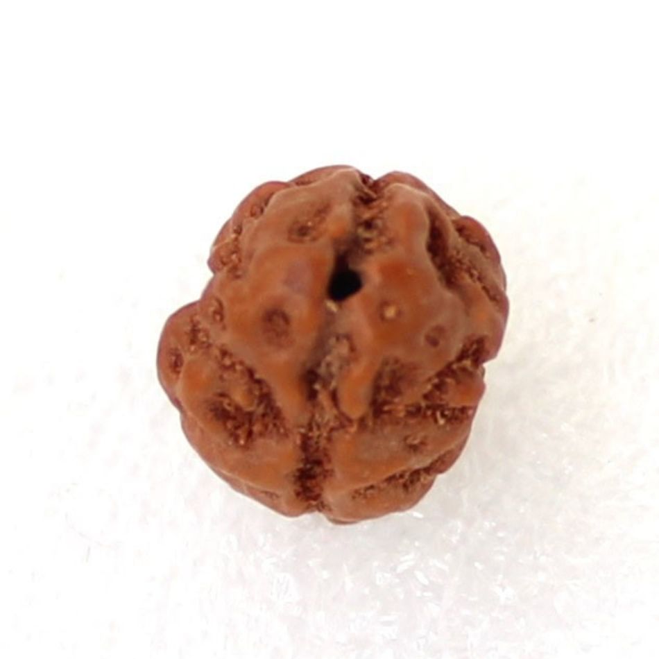 2 mukhi rudraksha | About two face rudraksha bead. Authentic Rudraksha ...