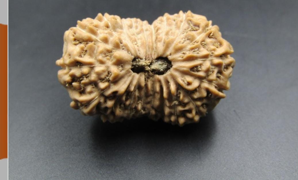 20 Mukhi Indonesian Rudraksha - Collector Size, 27mm, Brown Color ...